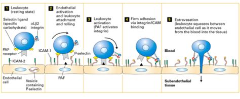 P Selectins Flashcards Quizlet