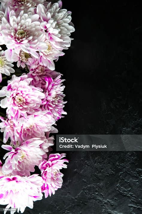 검은 배경에 꽃입니다 국화 꽃다발 꽃잎과 완벽한 평면 누워 해피 마더 홀리데이 엽서 국제 여성의 날 인사말 광고에 대한 생일