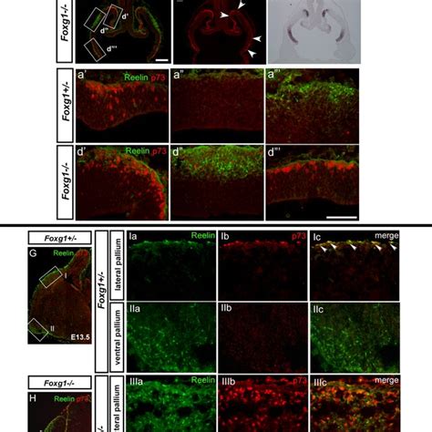 A B D E Both Cortical Hem And Psb Derived Cr Cells Are Overproduced