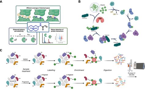 Fragment Based Drug Discovery Of Dubs Using Chemoproteomics Download