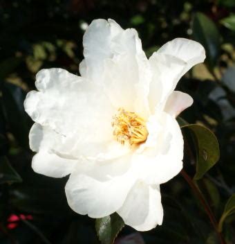 跡見群芳譜 樹木譜 ギンリュウ