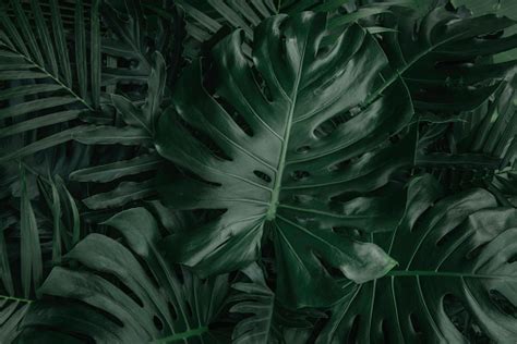 창의적인 디자인 요소에 대한 어두운 색조 배경 또는 녹색 잎이 많은 열대 소나무 숲 패턴의 몬스타 녹색 잎 또는 몬스타 델리시오사 필로엔드론 몬스터타 텍스처 0명에 대한