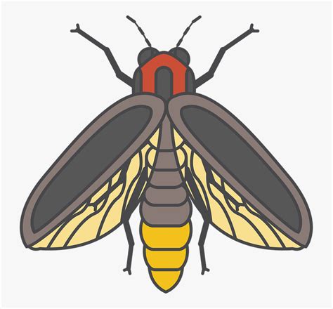 Fire Fly Bug Insect Glow Firefly Lightning Bugs And Insects Fire