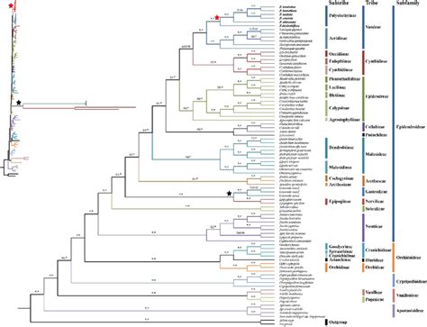 Phylogenetic Tree Constructed Using Maximum Likelihood Ml And Download Scientific Diagram