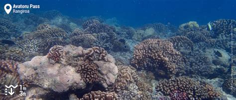 Snorkeling The Avatoru Pass Snorkeling In Rangirao Tuamotu Islands