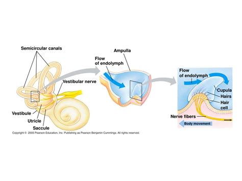 Ppt Sensing And Acting Powerpoint Presentation Free Download Id 3224608