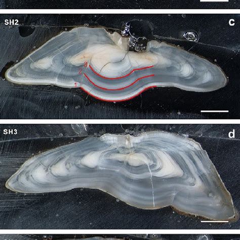 Pictures Of The Sectioned Otoliths A Sk1 Is The Otolith From Download Scientific Diagram