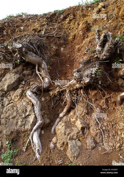 Tree Roots Erosion Stock Photo Alamy