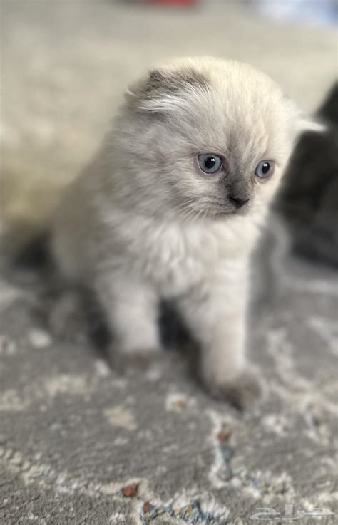 قطط كتن هجين سكوتش فولد و شيرازي موقع حراج