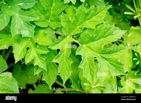 Hogweed Or Cow Parsnip Heracleum Sphondylium Close Up Showing The Large Green Lower Leaves