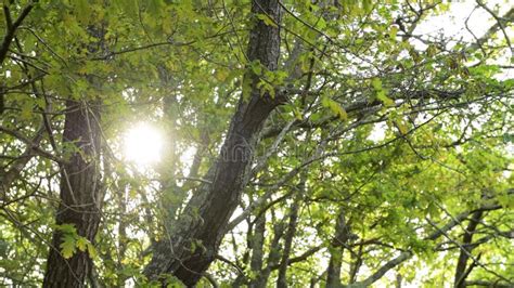 Sun Light Beams Across Tree Breanches And Leaves Stock Video Video Of Trees Beauty 115262301
