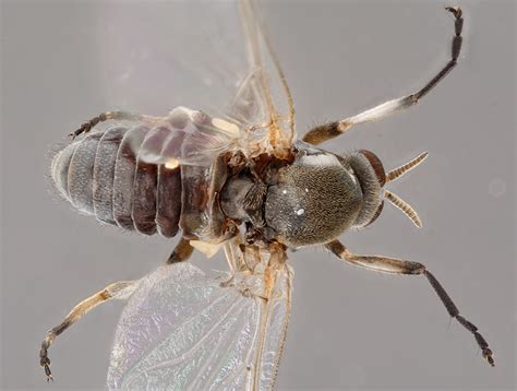 Simuliid Simulium Decorum Bugguidenet