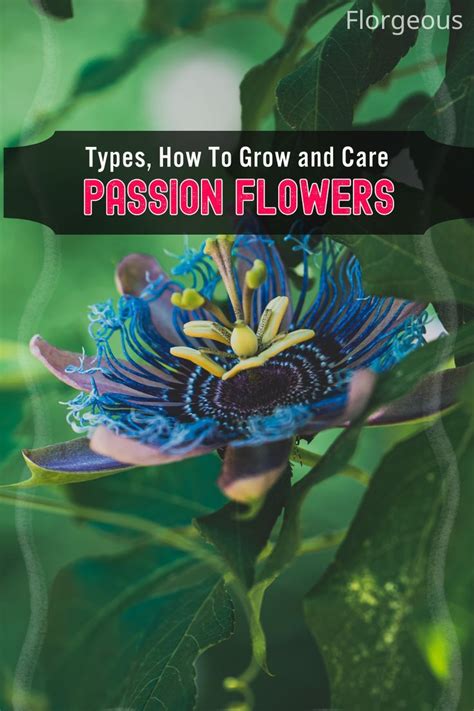 Passion Flowers Types How To Grow And Care In 2024 Passion Flower
