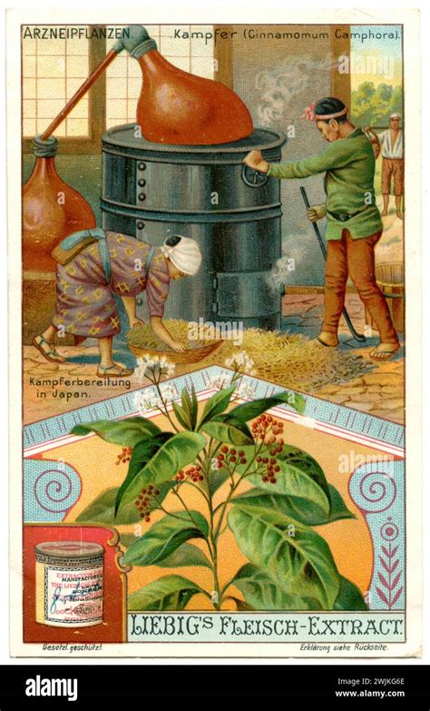 Kampfer Cut Out Stock Images Pictures Alamy