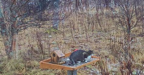 Thats Overly Optimistic Album On Imgur