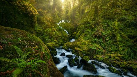 Cascade Dans Le Parc National Olympic État De Washington États Unis