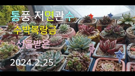 노인다육베란다다육이창문열어주기 저면관수 해주기~2024225 Youtube