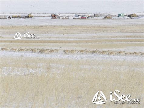 Гэрийнхээ гадна тоглож байгаад алга болсон хоёр настай охиныг эсэн мэнд