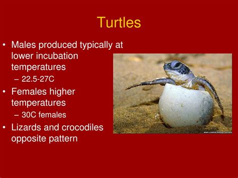 PPT Sex Differences PowerPoint Presentation Free Download ID 351444