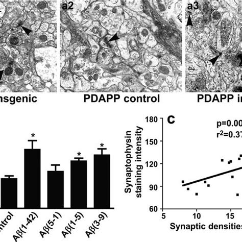 Ultrastructural Quantification Of Neocortical Synapses Correlated With