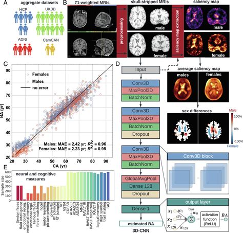 Anatomically Interpretable Deep Learning Of Brain Age Captures Domain