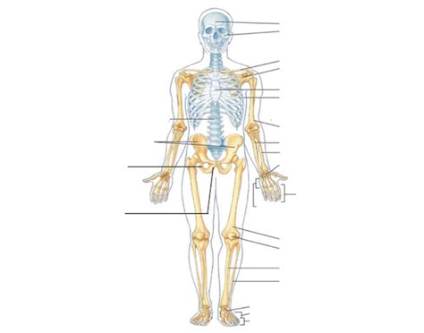 Axial And Appendicular Skeleton Diagram Quiz