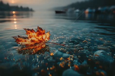 떠 다니는 단풍 나무 잎