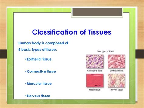 Anatomy And Physiology Of Human Tissues Pptx Biological Sciences Science