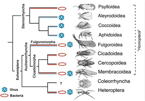Frontiers Vector Borne Bacterial Plant Pathogens Interactions With
