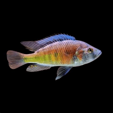 Haplochromis Hippo Salmon Point Malawi African Cichlid Sims Tropical