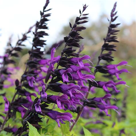 Salvia Amistad The Diggers Club