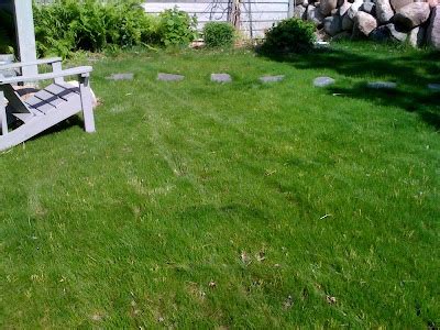 Terra Firma Adventures In Organic Urban Gardening Moms No Mow Grass