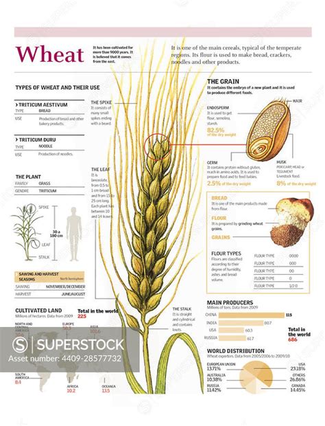 Infographics Of The Composition Of Wheat Types By Products And