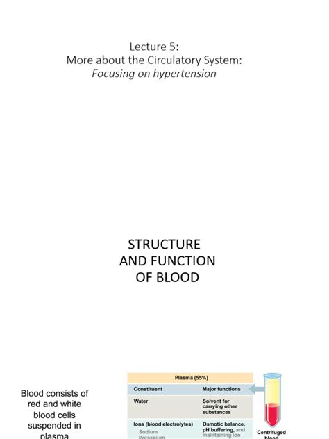 Lecture 5 Circulatory System Contd Pdf