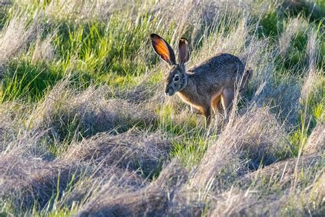 White Tailed Jackrabbit Facts Habitat And Behavior