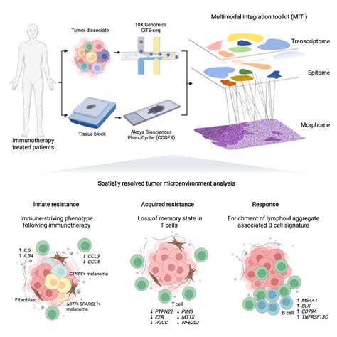 Single Cell Spatial Multiomics Reveals Tumor Microenvironment Vulnerabilities In Cancer