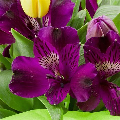 Beautiful Peruvian Lily Alstroemeria Plants For Sale Online Easy To