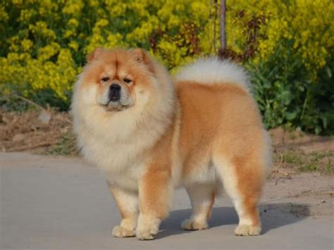 Female Chow Chow Yan Huang Kennel