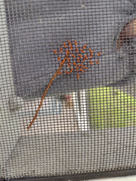 Are These Ants South Florida Rwhatisthisbug