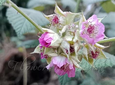 Rubus Racemosus Black Raspberry