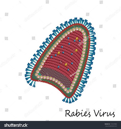 Rabies Virus Particle Structure Stock Photo Shutterstock
