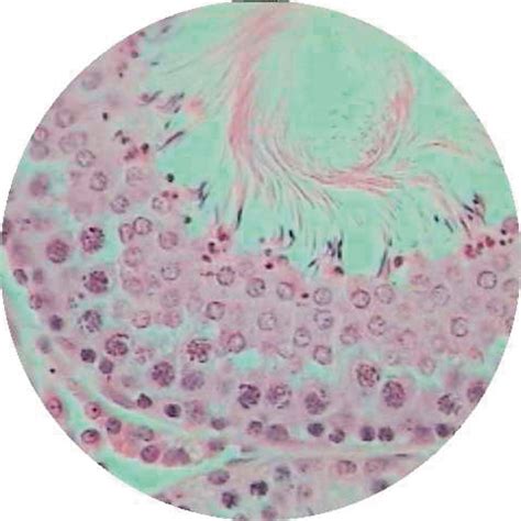 He1006606 Philip Harris Prepared Microscope Slide Human Testis T S