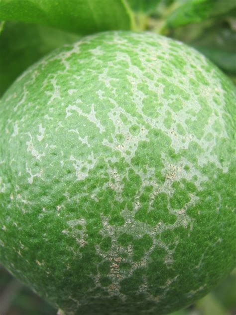 Acaro Blanco Invesa La Compañía Amiga