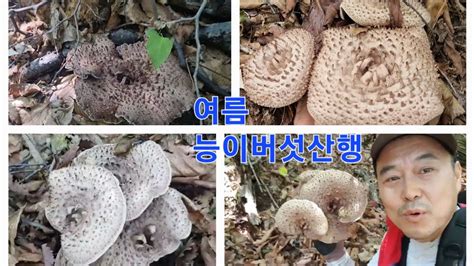 2023년7월21일 산행기 여름능이버섯 능이버섯 Youtube