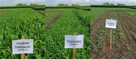 Cover Crop Biomass