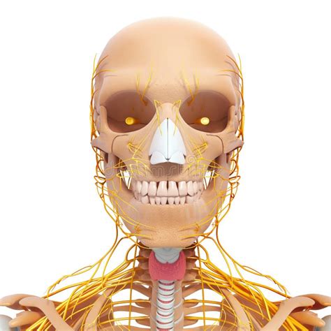 Hoofd Anatomie Model Mond Keel Model Side Van Bloedvaten En Zenuwen My Xxx Hot Girl