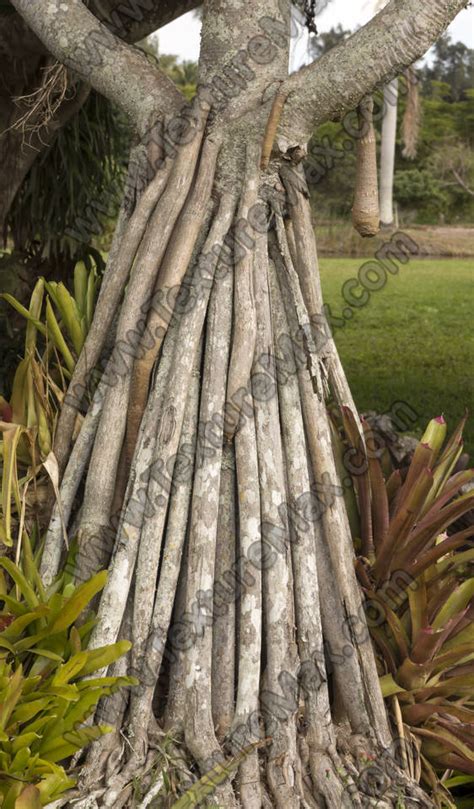 Tropical Tree Bark TextureMax