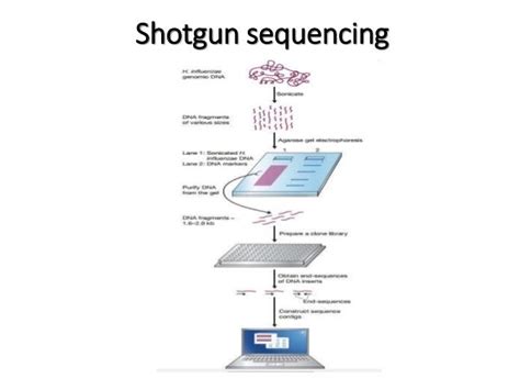 Dna Sequencing