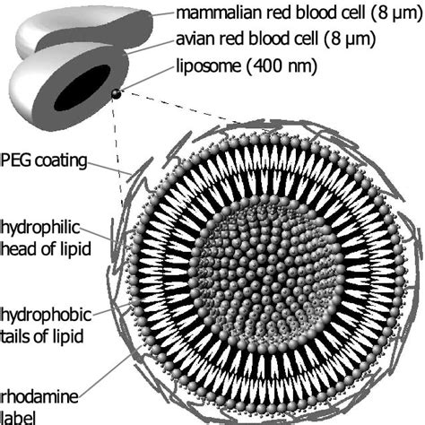 Peg Coated Liposomes Are Used As Long Circulating Biocompatible Tracer