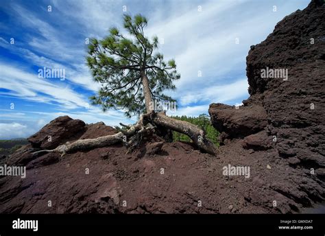 Pine Tree With Roots Individual Volcanic Soil Blue Sky Clouds Dramatic